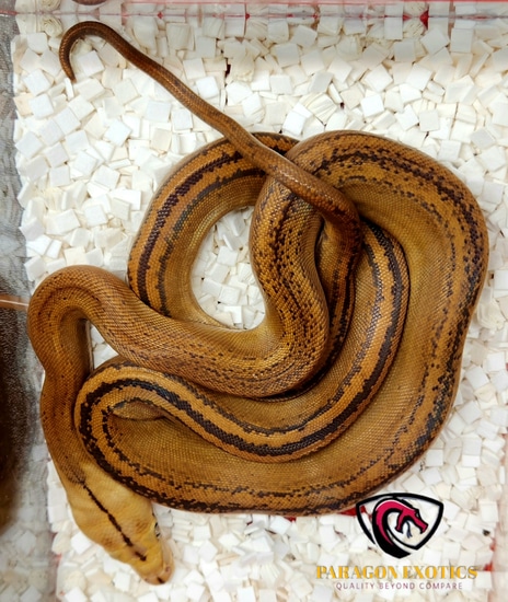 Mochino Marble GC Tiger Reticulated Python by Paragon Exotics