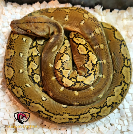 Kalatoa Super Dwarf Phantom Pos Het Anery Reticulated Python By Paragon Exotics