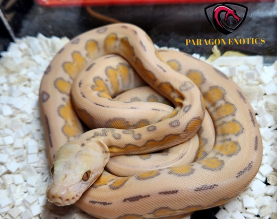 Lavender Sun Jaguar Reticulated Python by Paragon Exotics