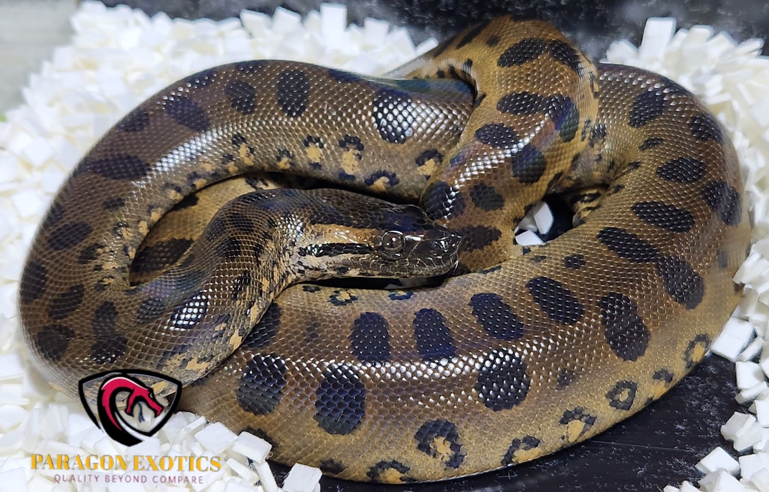 CBB Green Anaconda BEAUTIFUL Reticulated Python by Paragon Exotics ...