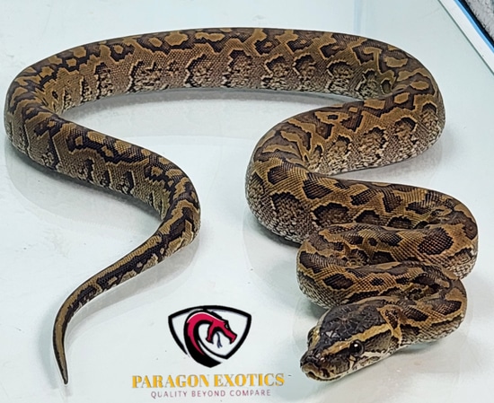 Amazing African Rock Pos Het Patternless Rock Python by Paragon Exotics