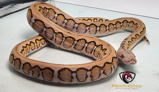 Mochino Motley Jag REDUCED Reticulated Python by Paragon Exotics