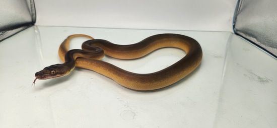 Golden Child Retic Reticulated Python by Paragon Exotics