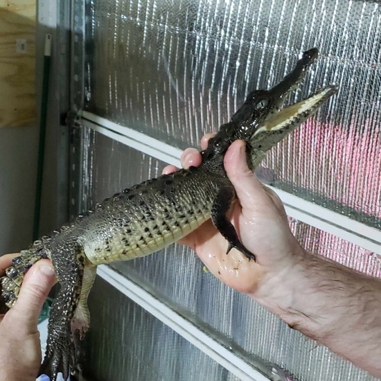 Captive Born American Crocodile ..Texas Location by Paragon Exotics