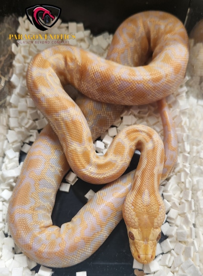 Albino Het Granite Burmese Burmese Python by Paragon Exotics