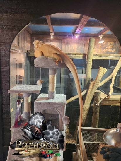 Crimson Albino Adult Male Iguana Green Iguana by Paragon Exotics