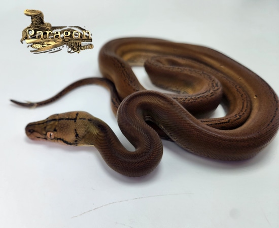 Golden Child HOGS Pos Het Alb, GS, Anthrax Reticulated Python by ...