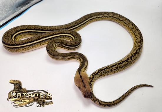 Tiger Anthrax HOGS Pos Het Albino Reticulated Python by Paragon Exotics