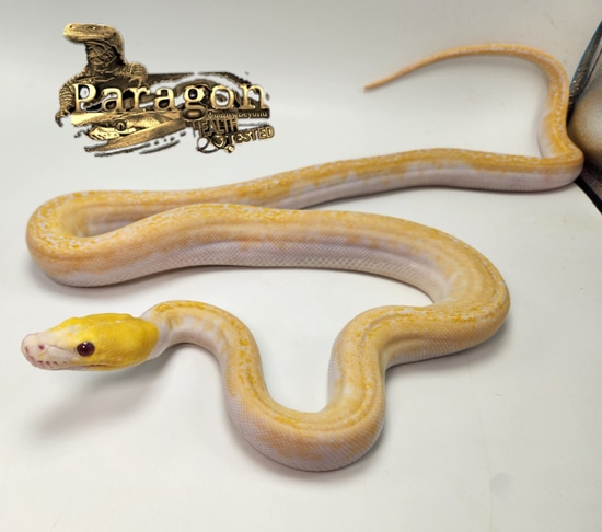 Albino Tiger Pied Retic GORGEOUS Reticulated Python by Paragon Exotics