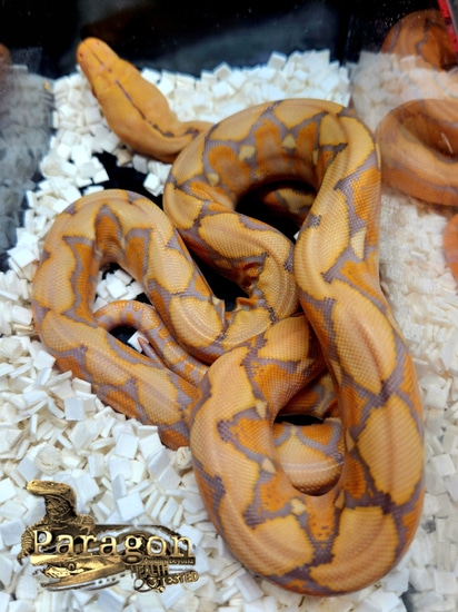 Purple 💜 Retic Reticulated Python by Paragon Exotics