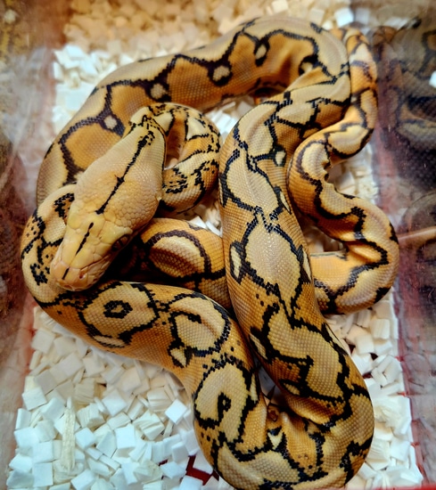 Mochino Sun Retic NICE Reticulated Python by Paragon Exotics