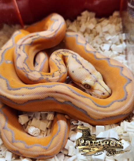 Purple Motley Sun BEAUTIFUL Reticulated Python by Paragon Exotics