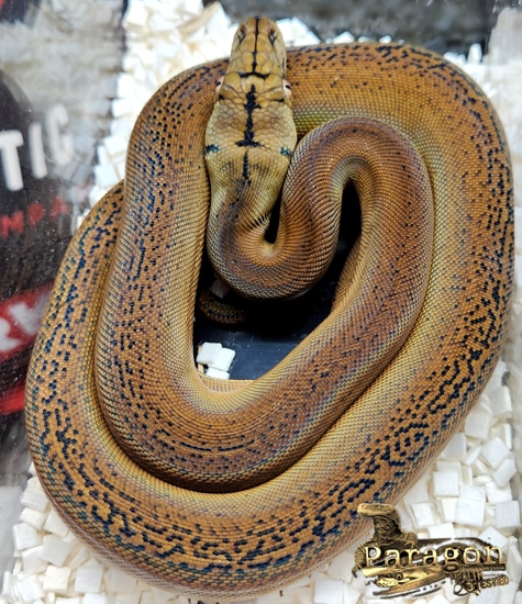 Golden Child HOGS Pos Het Anthrax Reticulated Python by Paragon Exotics