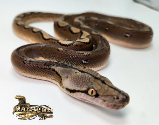 100% Het Ocelot Pos Het Caramel Reticulated Python by Paragon Exotics