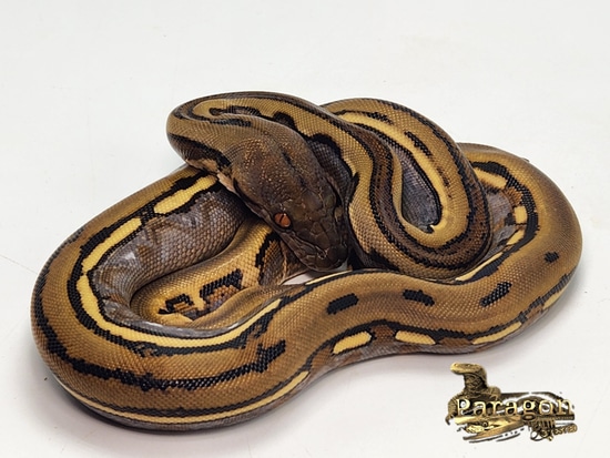 Genetic Stripe Het Mocha Or Het Albino Reticulated Python by Paragon ...