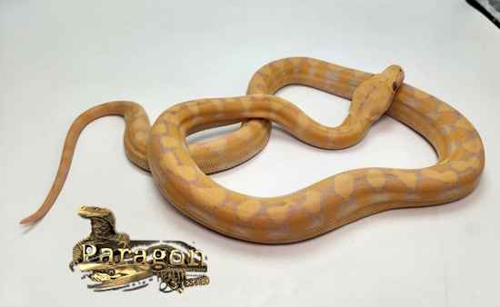 Lavender Citron Het Anthrax Reticulated Python by Paragon Exotics