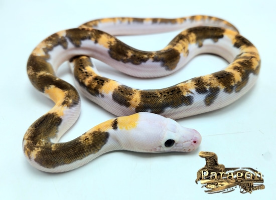 PARADOX PIED Het Albino WOW 👀 Reticulated Python by Paragon Exotics