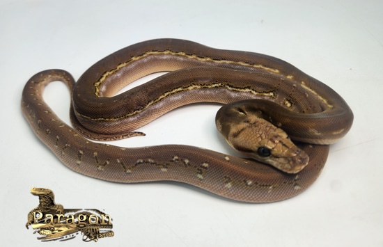 Phantom Anthrax Pos Het Mocha Reticulated Python by Paragon Exotics