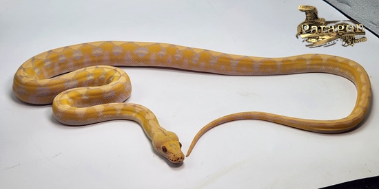 Lavender Lemonglow Het Titanium Het Anthrax Reticulated Python by ...