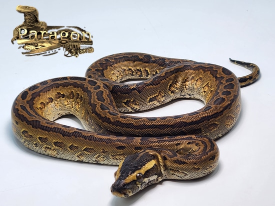Cateater..100% Het Albino, 100% Het Green, Pos Ahet Granite More Python ...