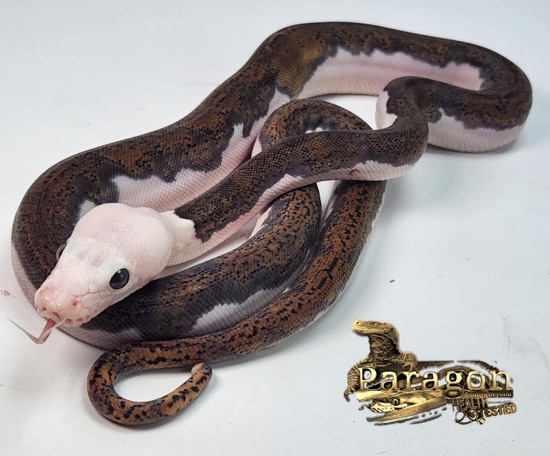 White Head PIED Het Caramel Or Albino Reticulated Python by Paragon Exotics