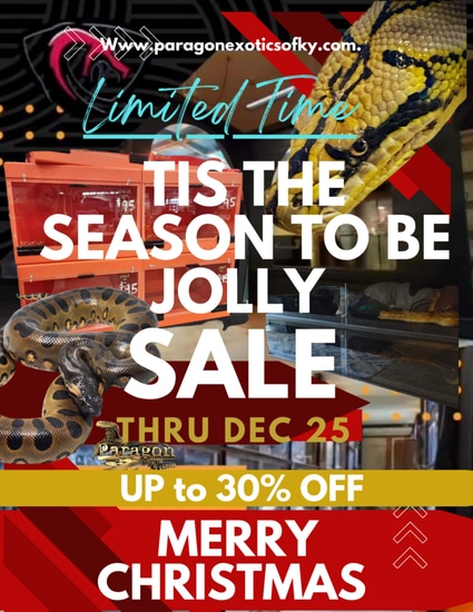 Motley Phantom Amazing Reticulated Python by Paragon Exotics