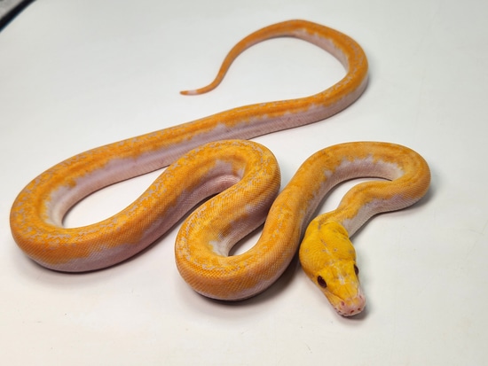 Lavender Tiger Pied Beautiful Reticulated Python by Paragon Exotics