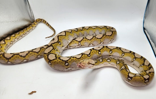 Motley Mochino Breed Ready Reticulated Python by Paragon Exotics