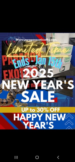 White Phase Het Pied Reticulated Python by Paragon Exotics