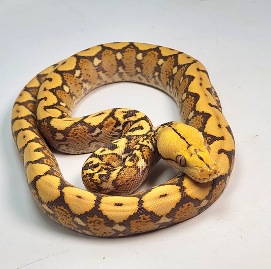 Orange Glow Het Pied Reticulated Python by Paragon Exotics