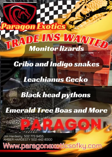 Ultra Ivory Reticulated Python by Paragon Exotics