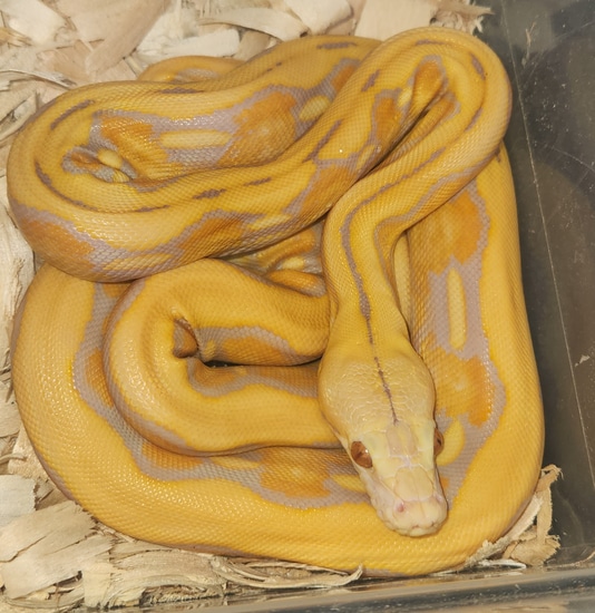 Purple Tiger Reticulated Python by Paragon Exotics