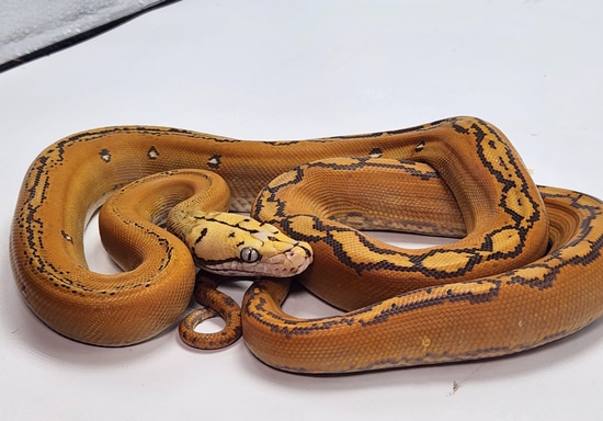 STUNNING Orange Glow Golden Child Tiger Reticulated Python by Paragon ...