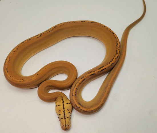 Platty Motley Mocha Golden Child GORGEOUS Reticulated Python by Paragon ...