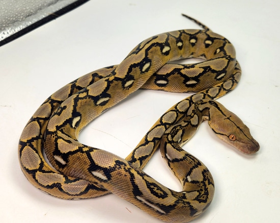 SUNFIRE Het Purple ** LIMITED TIME SALE Reticulated Python by Paragon ...