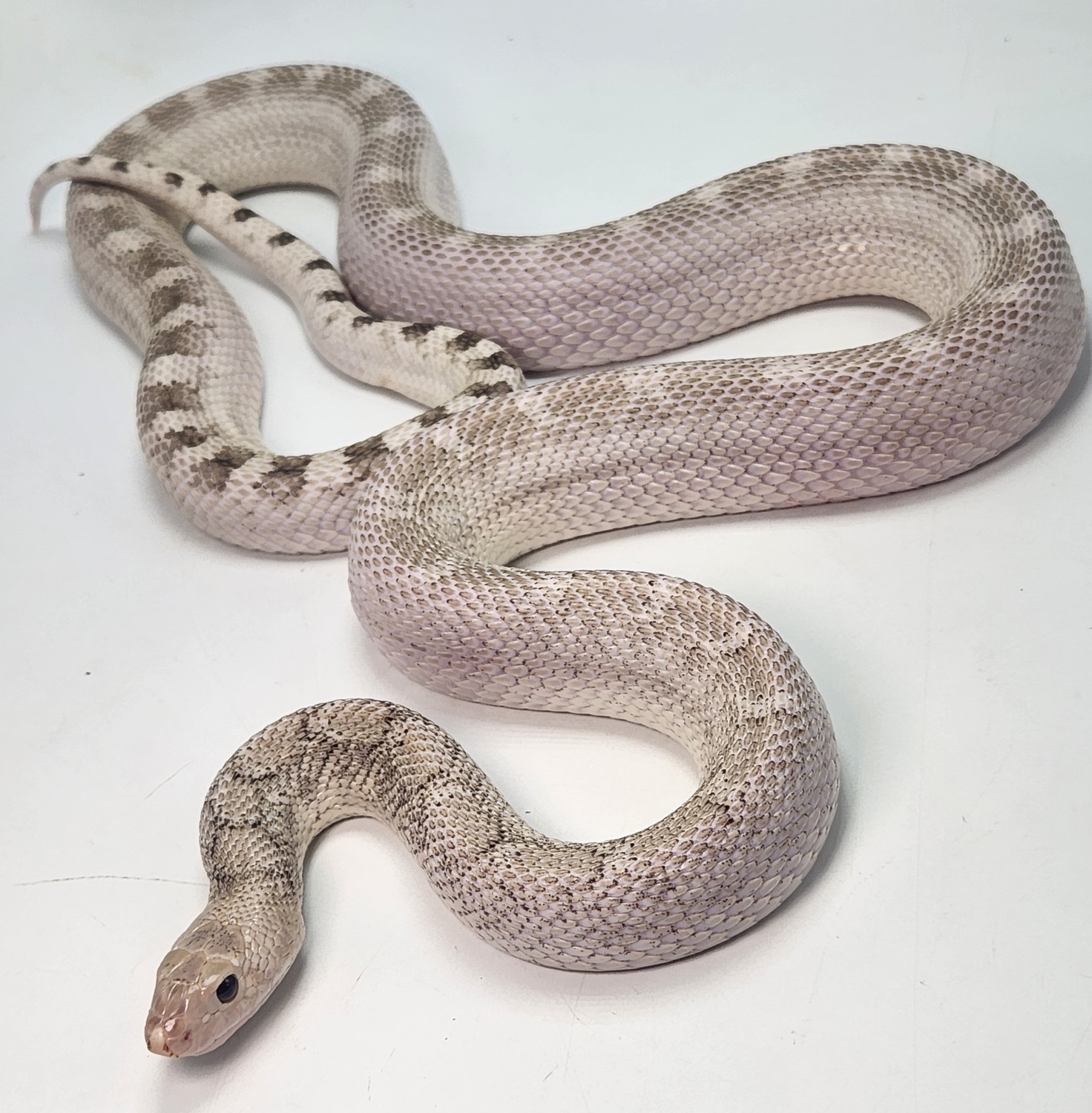 BEAUTIFUL Ghost Whitesided Het Albino Bull Snake WOW** LIMITED TIME SALE