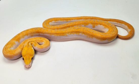 Lavender Pied GORGEOUS Reticulated Python by Paragon Exotics