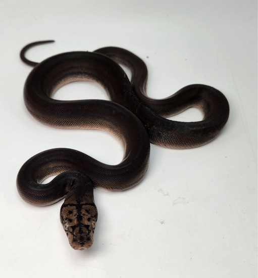Motley GC Het Mocha Or Albino** LIMITED TIME SALE Reticulated Python by ...