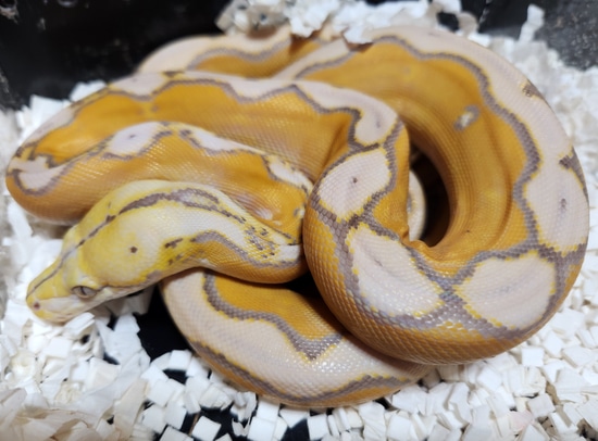 Purple Motley Sun Knockout Reticulated Python by Paragon Exotics