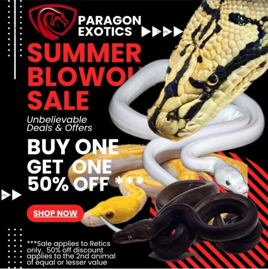 Purple Retic 💜💜 ** LIMITED TIME SALE Reticulated Python by Paragon Exotics