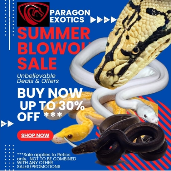 HOGS Pos Het Anthrax ** LIMITED TIME SALE Reticulated Python by Paragon Exotics