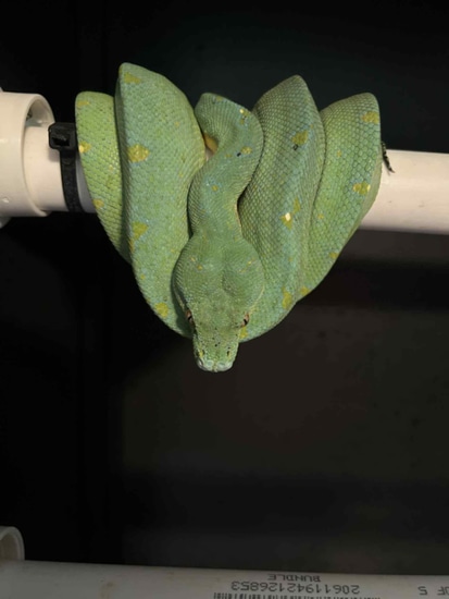 Sickness Line GTP Male Green Tree Python by Paragon Exotics