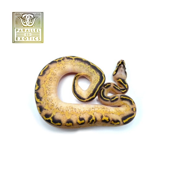 Pastel Freeway Het Pied Ball Python by Parallel 33 Exotics