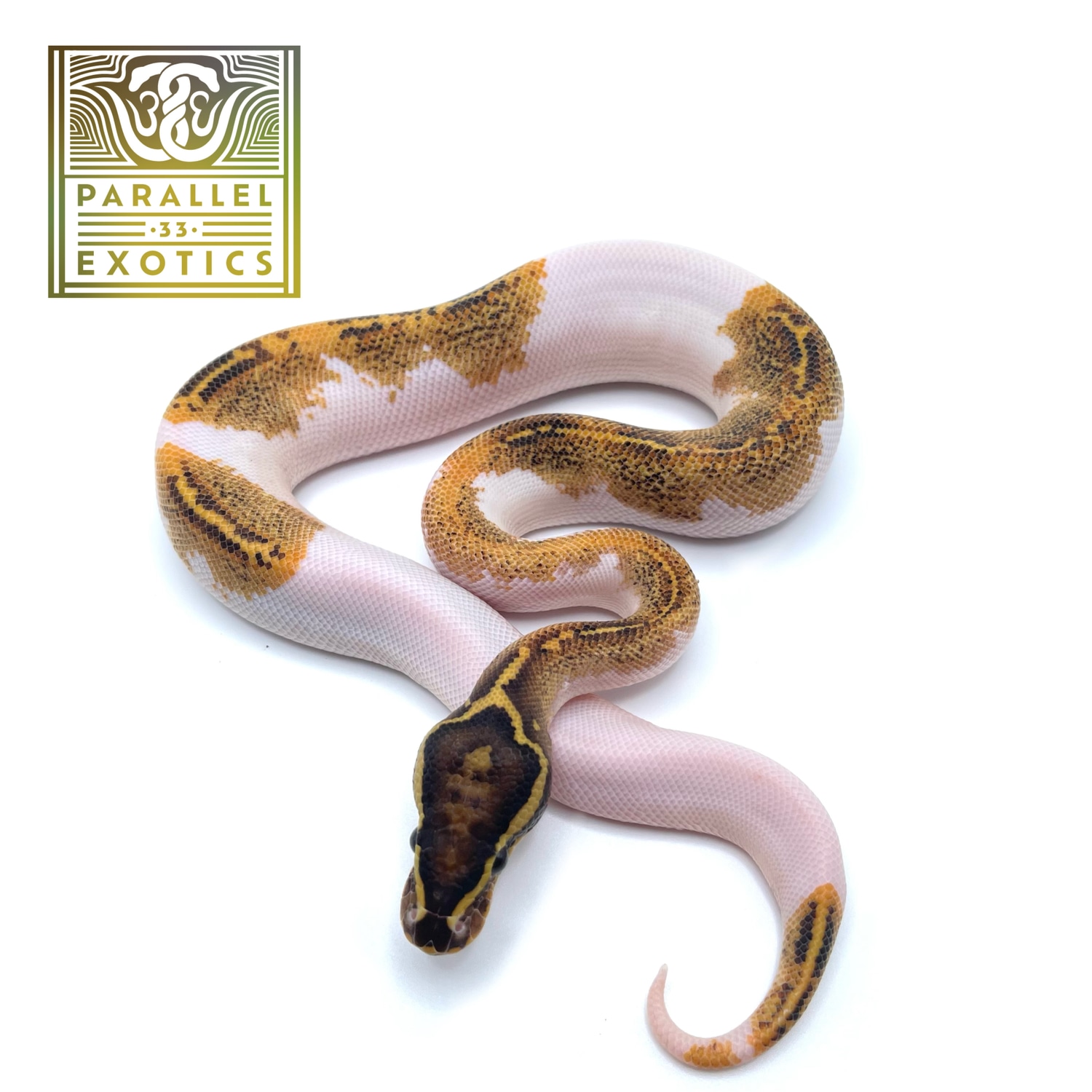 Freeway Pied Ball Python by Parallel 33 Exotics - MorphMarket