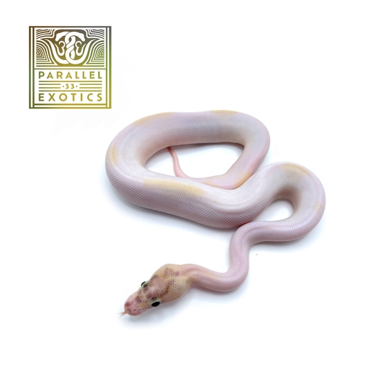 Ivory Pied Ball Python by Parallel 33 Exotics