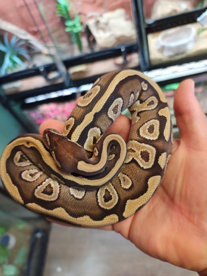 Leopard Mojave Ball Python by Paramount Reptiles LLC