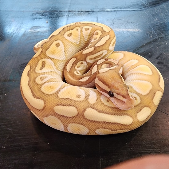 Banana Pastel Lesser Ball Python by Paramount Reptiles LLC