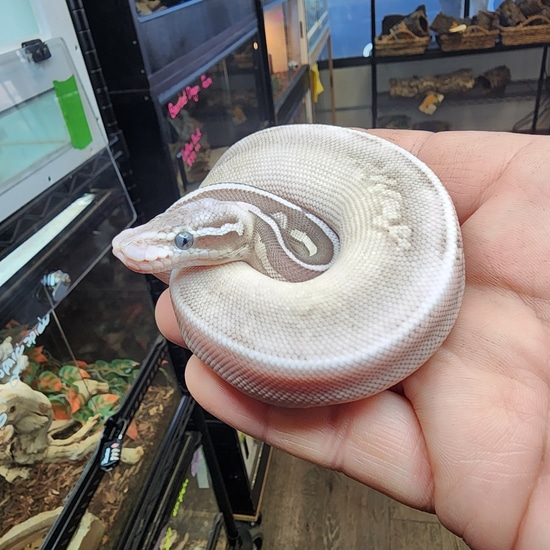 Butter Silver Streak Hypo Ball Python by Paramount Reptiles LLC