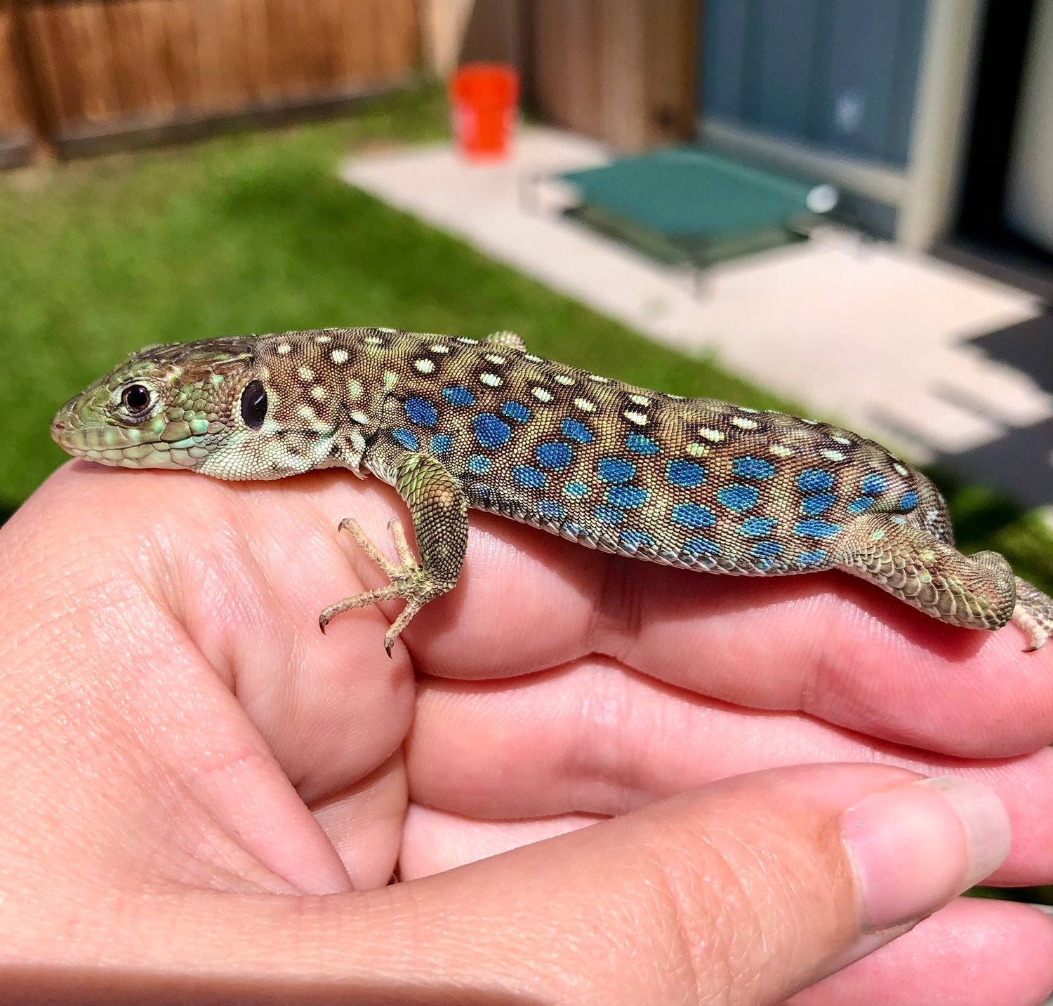 Jeweled Lacerta (Timon Lepidus) More Lizard by Riverwood Reptiles ...