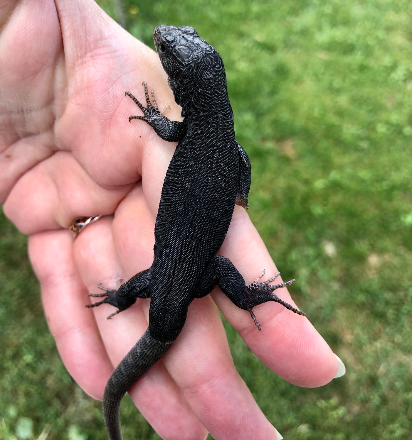 Melanistic Jeweled Lacerta (Timon Lepidus) More Lizard by Riverwood ...